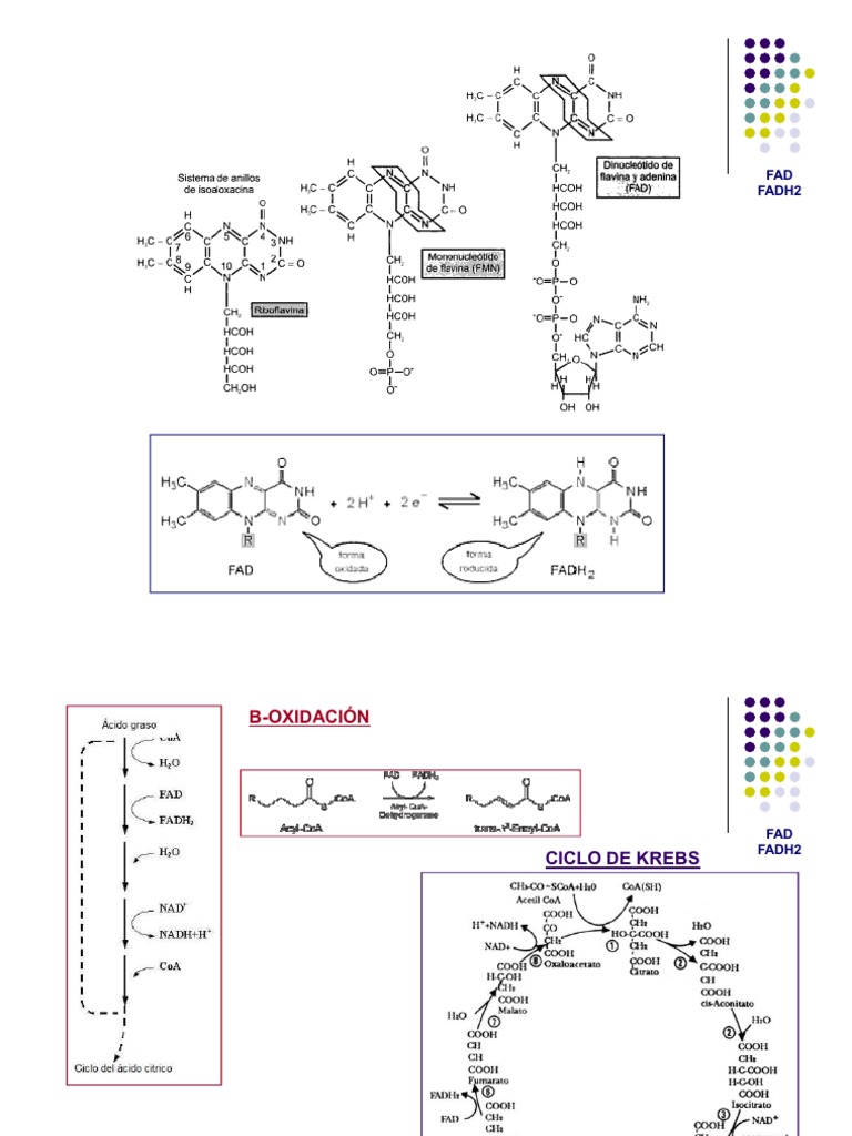 FADH | PDF | Tecnología