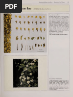 Philippine Fruit Trees Production Guide | PDF | Agriculture | Black Pepper