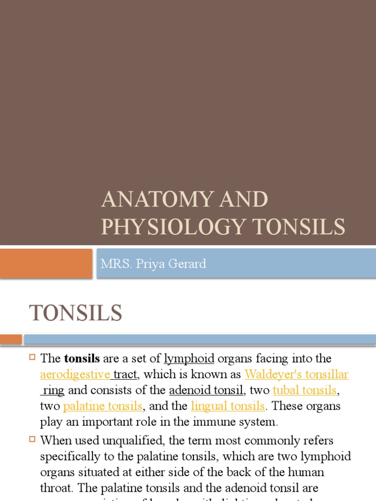 Anatomy and Physiology of Tonsils | PDF | Medical Specialties | Anatomy
