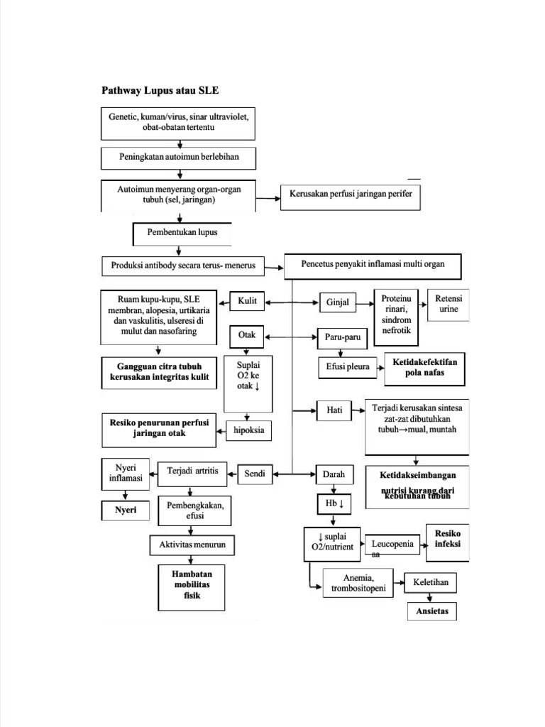 PDF Pathway Lupus Atau Sle Compress | Download Free PDF | Immune System Disorders