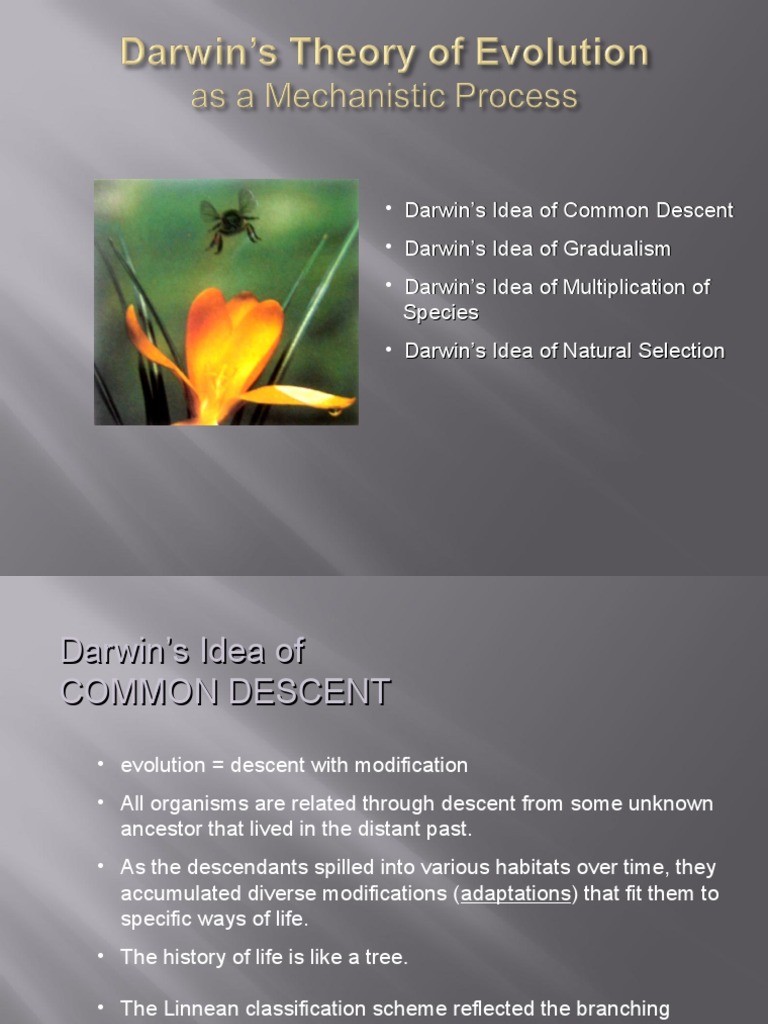 Darwin's Evolutionary Theories Explained | PDF | Evolution | Natural ...