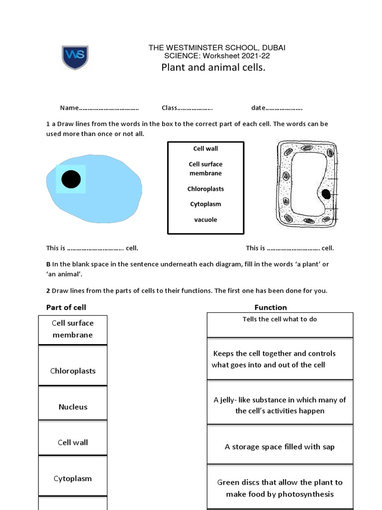 Yr7 - Plant and Animal Cells Worksheet | PDF