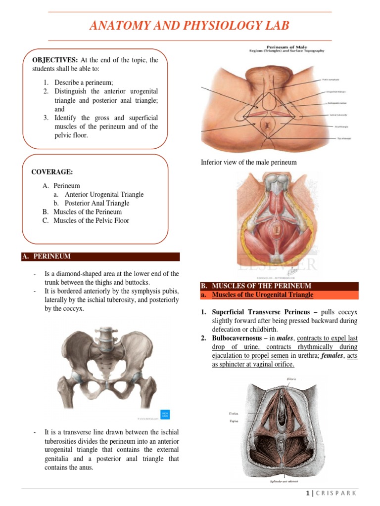 PERINEUM | PDF | Pelvis | Sexual Anatomy