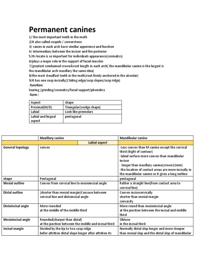 Permanent canines | PDF | Human Anatomy | Dentistry