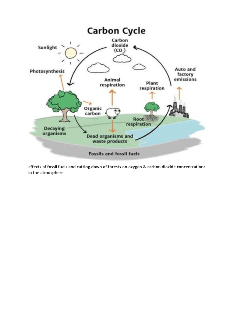 The Carbon Cycle | PDF