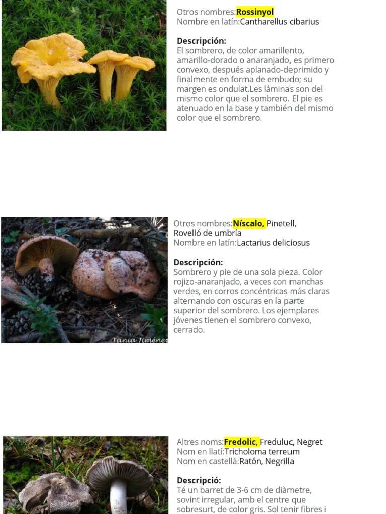 Guía de setas: características y nombres | PDF