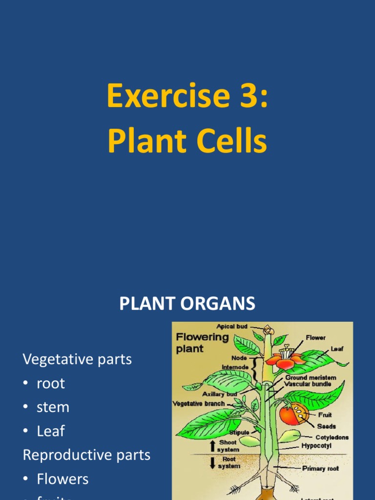 Plant Cell Structure and Functions Exercise | PDF | Wellness | Science ...
