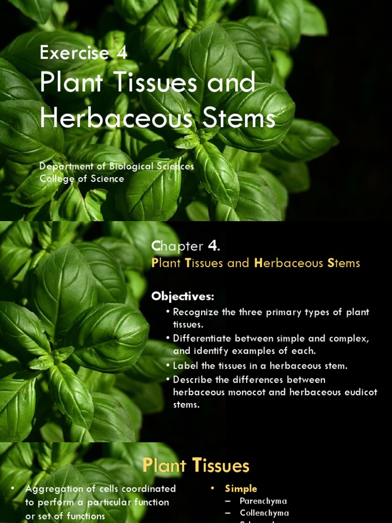 Exercise 4 - Tissues and Herbaceous Stems Prelab | PDF | Plant Stem ...