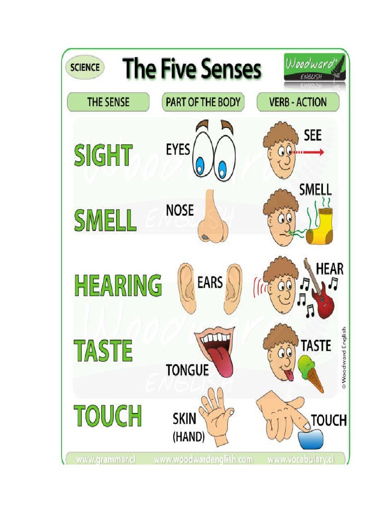 five senses | PDF