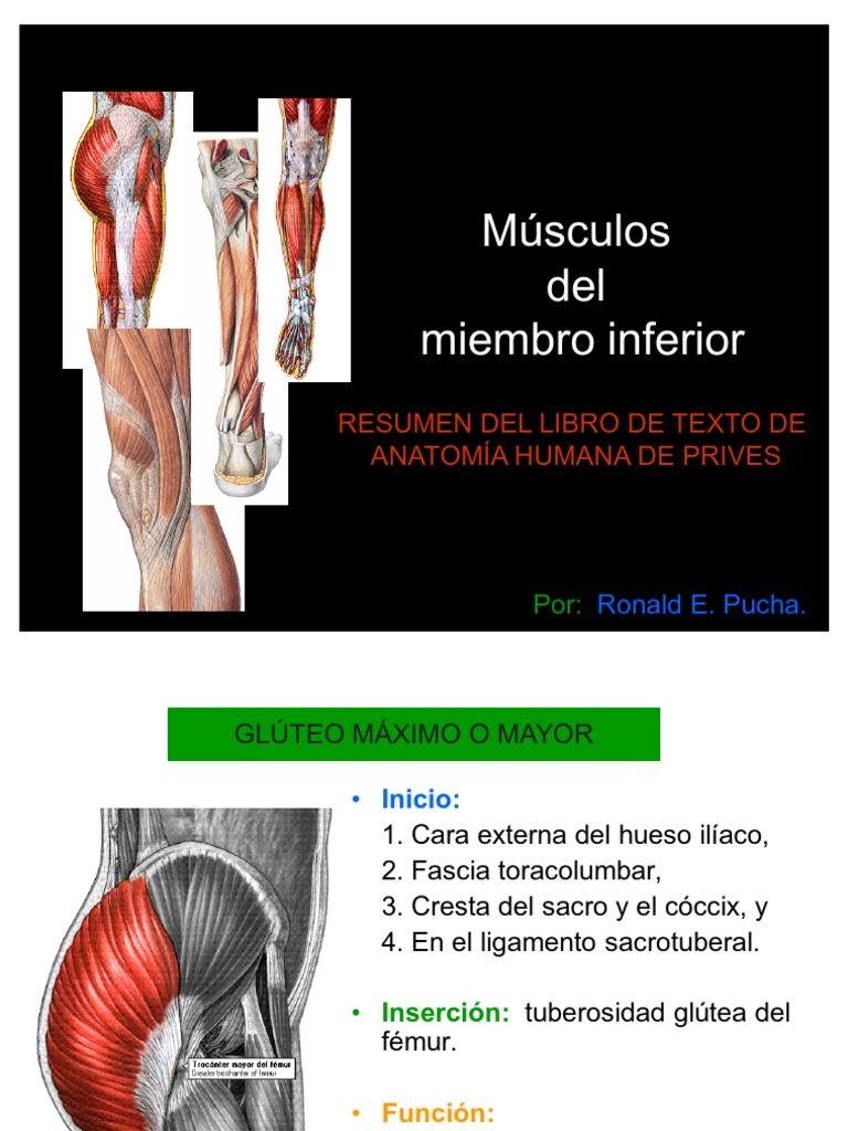Músculos Del Miembro Inferior | PDF