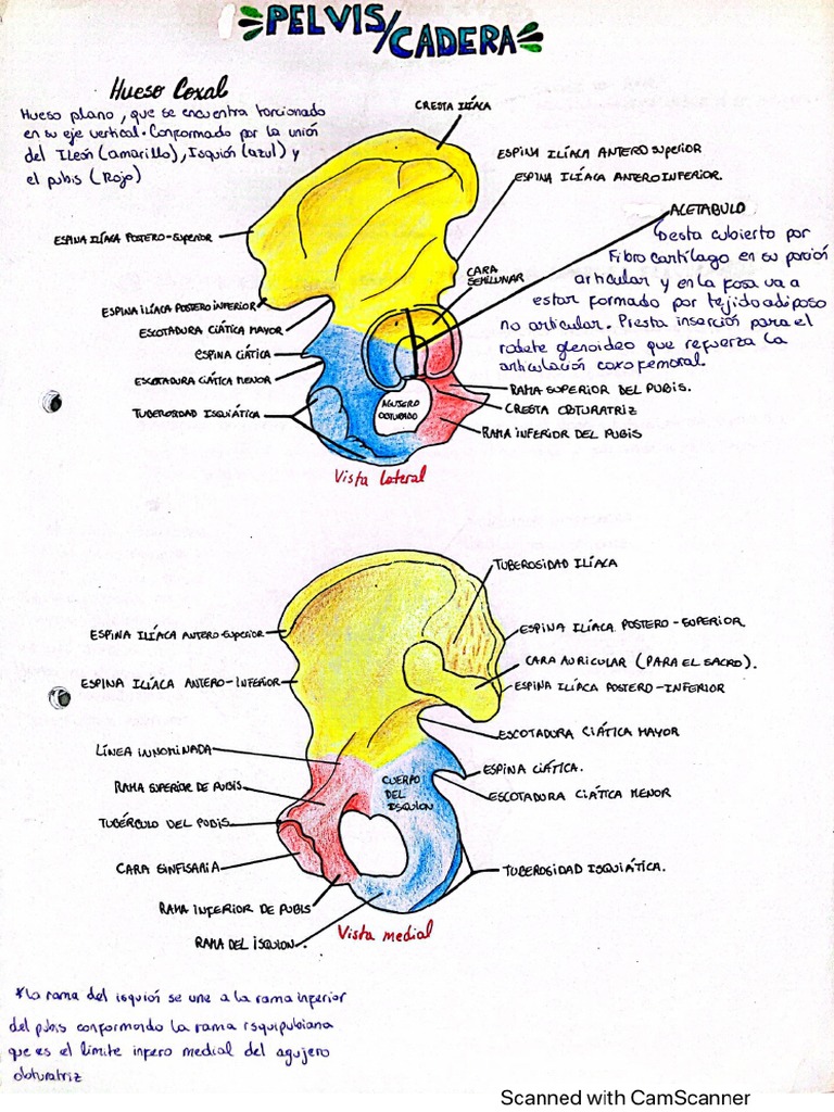 Pelvis y Cadera | PDF