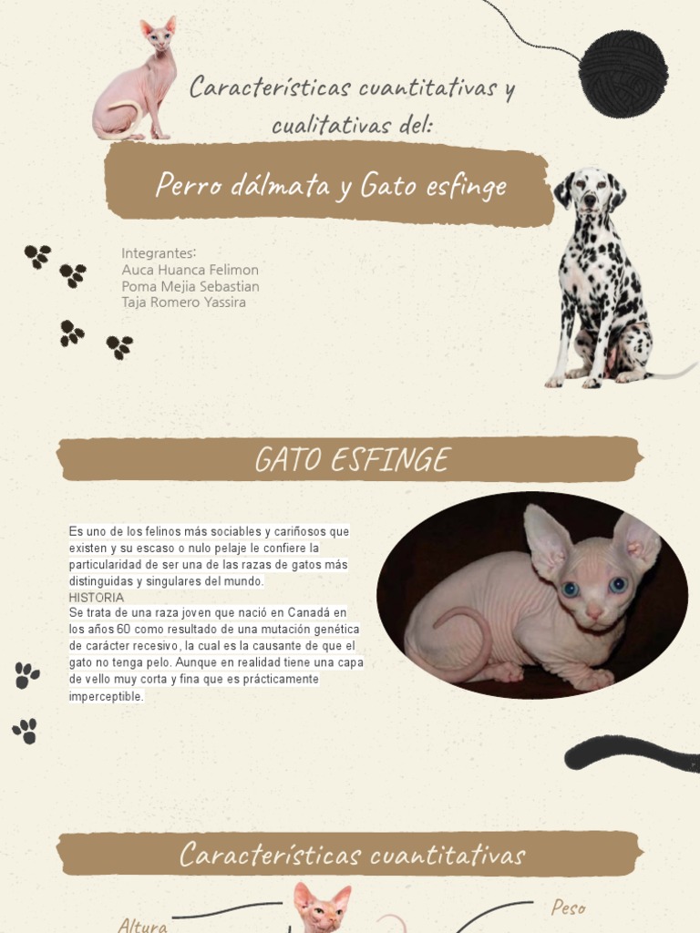 Gato Esfinge y Perro Dalmata | PDF | Gatos | Razas de animales