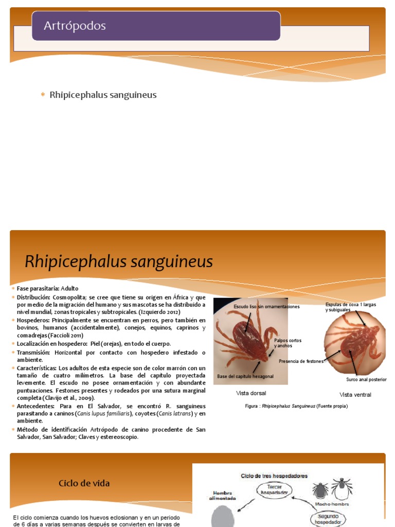 Ciclo de Vida de Rhipicephalus Sanguineus | PDF