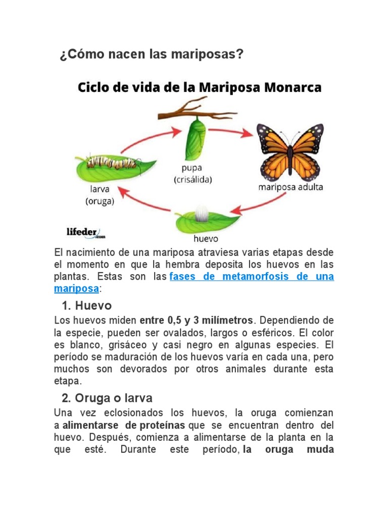 Las cuatro etapas de la metamorfosis de una mariposa | PDF | Mariposa ...