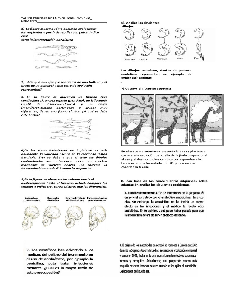 Taller Pruebas de La Evolucion Noveno | PDF | Evolución | Biología ...