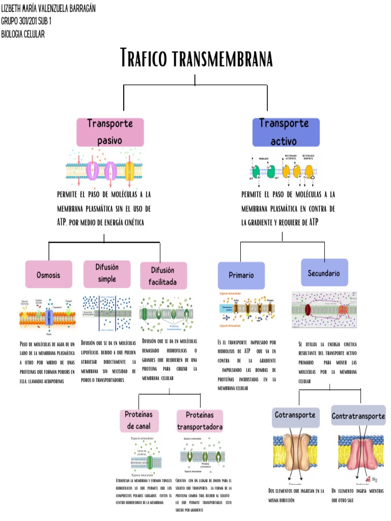 Transporte Transmembrana | PDF | Membrana celular | Biología Celular