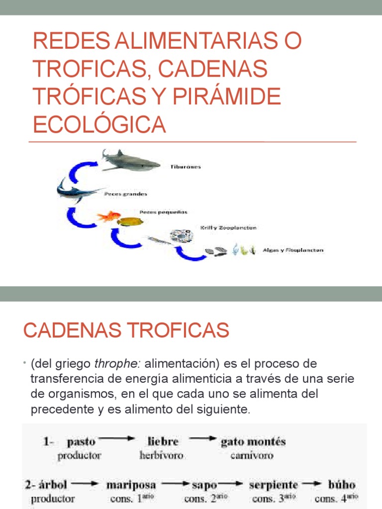 Redes y Cadenas Tróficas Esenciales | PDF | Red alimentaria | Ecología ...