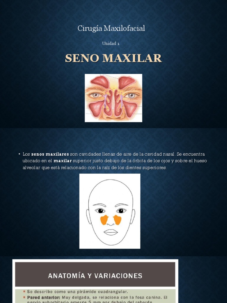 Anatomía y Patología del Seno Maxilar | PDF | Nariz humana | Anatomía