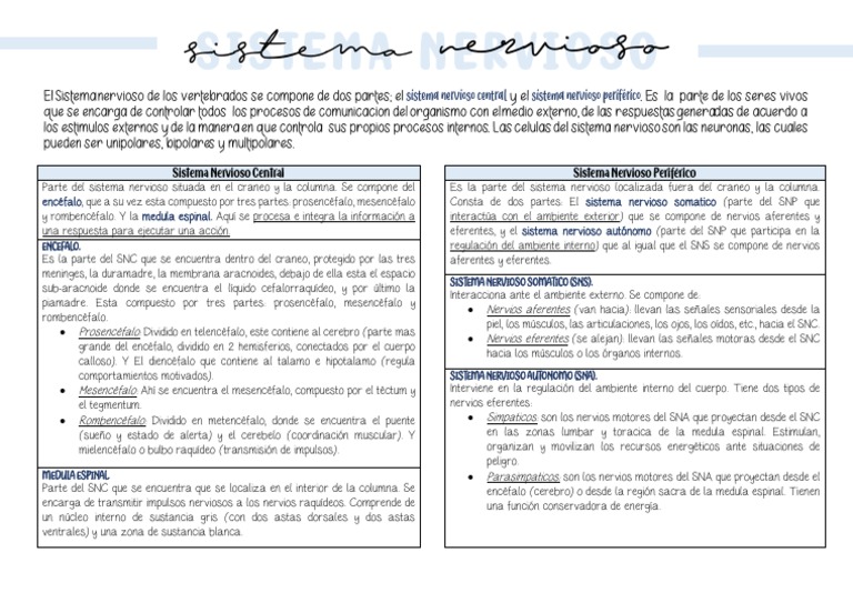 Cuadro Comparativo SNC y SNP | PDF | Sistema nervioso central | Sistema ...