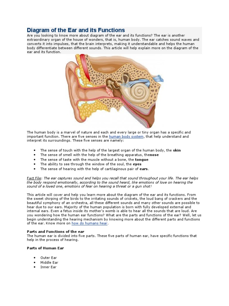 Parts Of The Ears And Their Functions