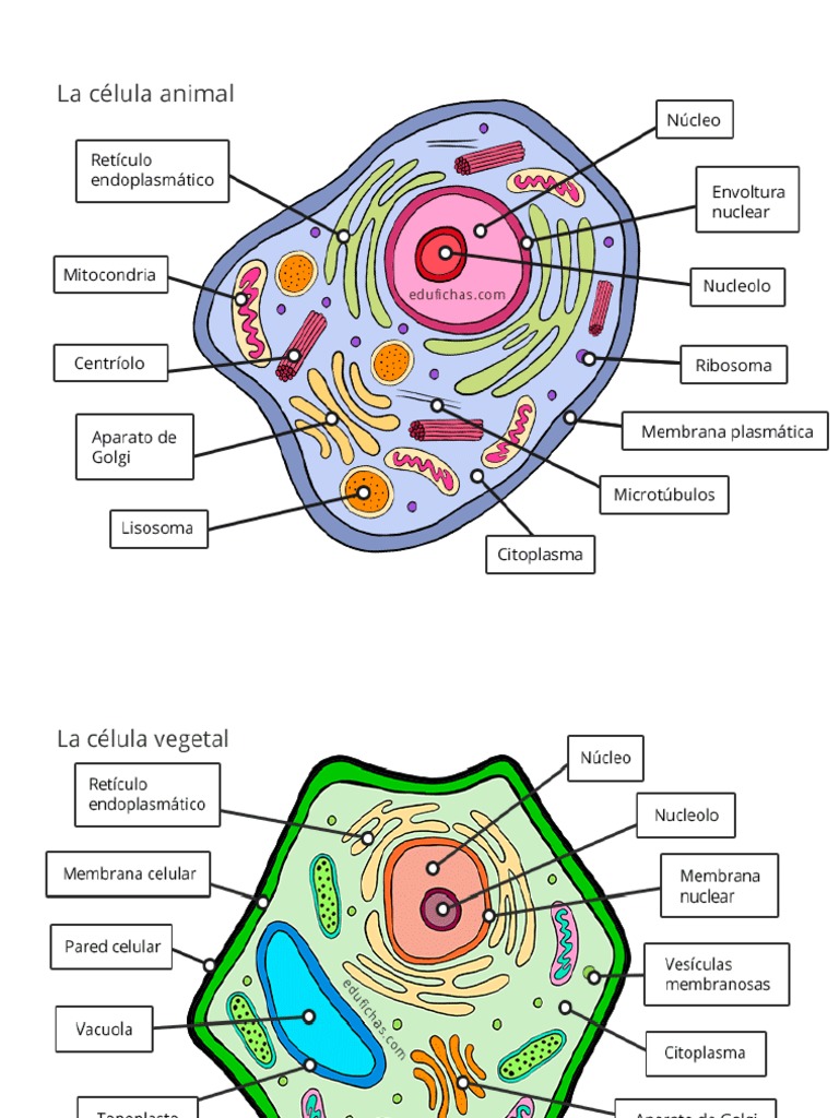 Celula Animal y Vegetal | PDF
