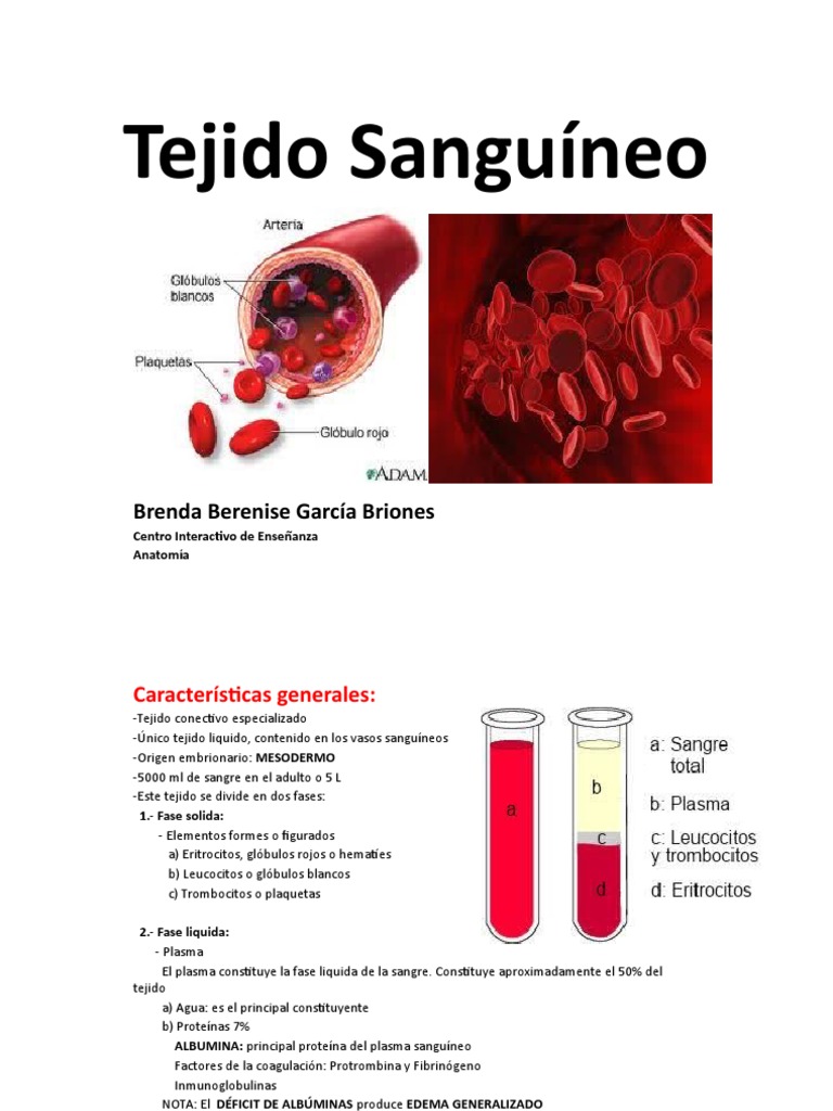 Tejido Sanguíneo | PDF | Sangre | Linfocitos
