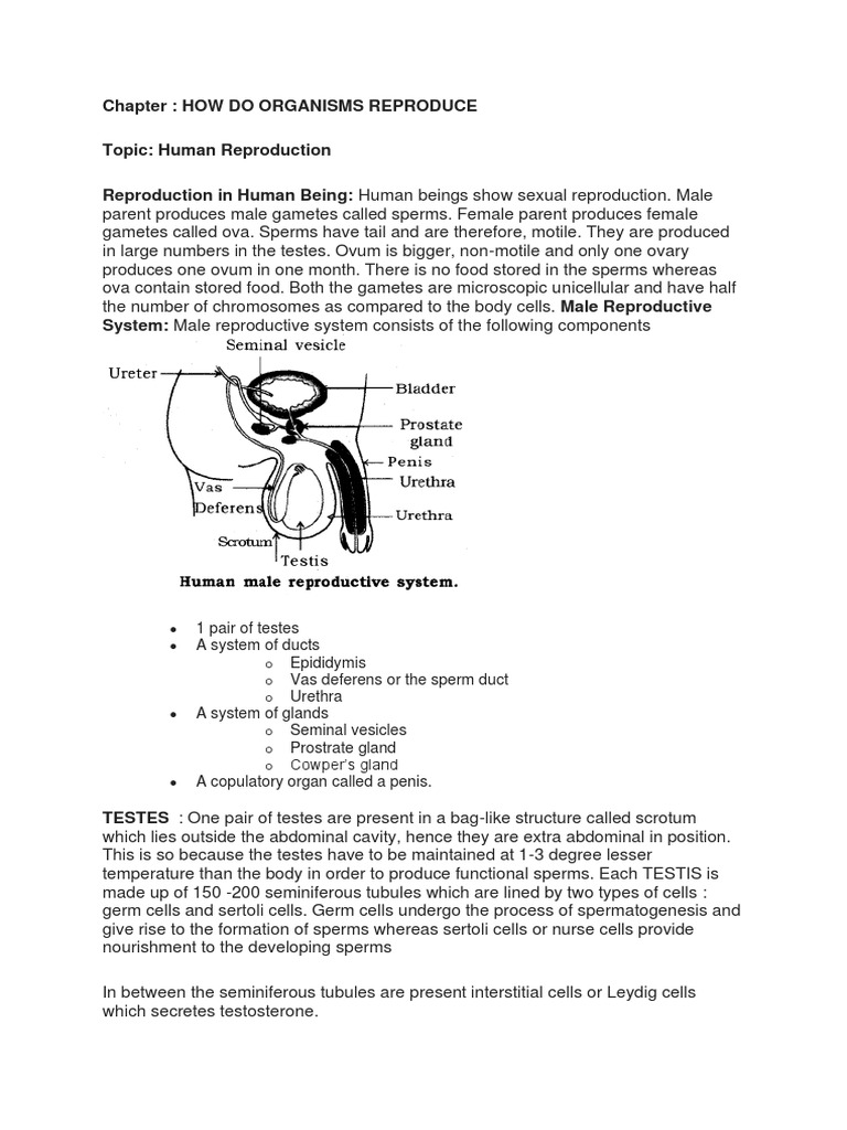 Human Reproduction Download Free Pdf Testicle Uterus
