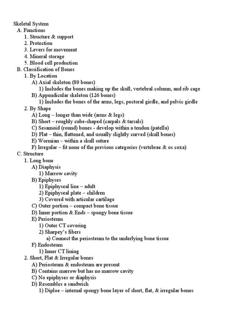 The Skeletal System Notes | PDF | Vertebra | Vertebral Column