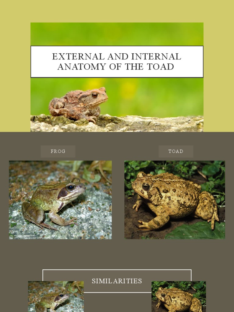 External and Internal Anatomy of The Toad | PDF | Stomach ...