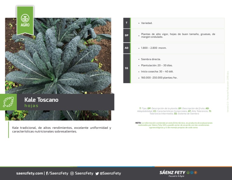 Kale Toscano: Variedad y Cultivo | PDF