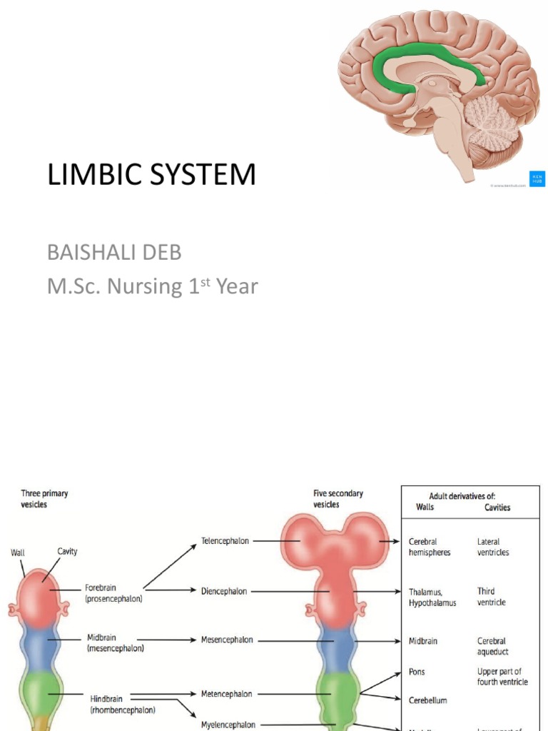 Limbic System | PDF | Limbic System | Hippocampus