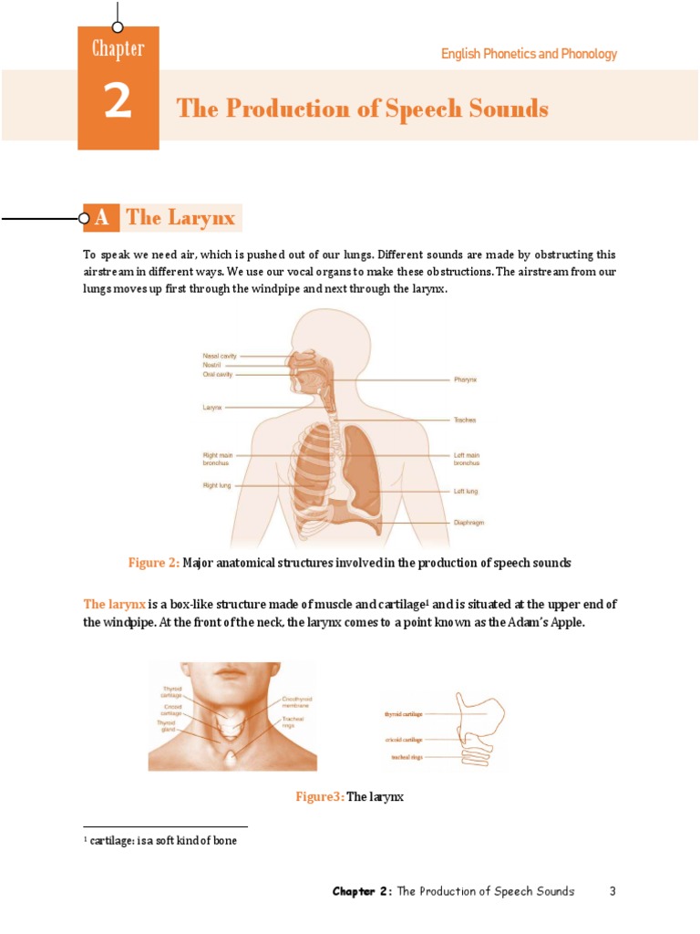The Production of Speech Sound | PDF | Larynx | Phonetics