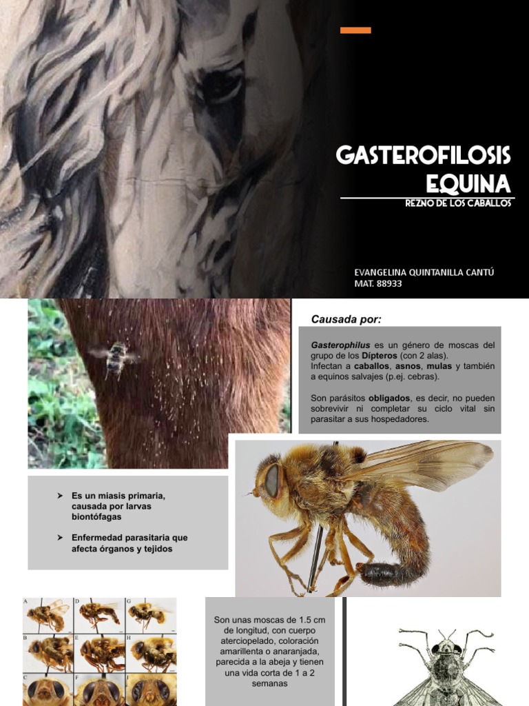 GASTEROFILOSIS | PDF | Mosca | Caballos