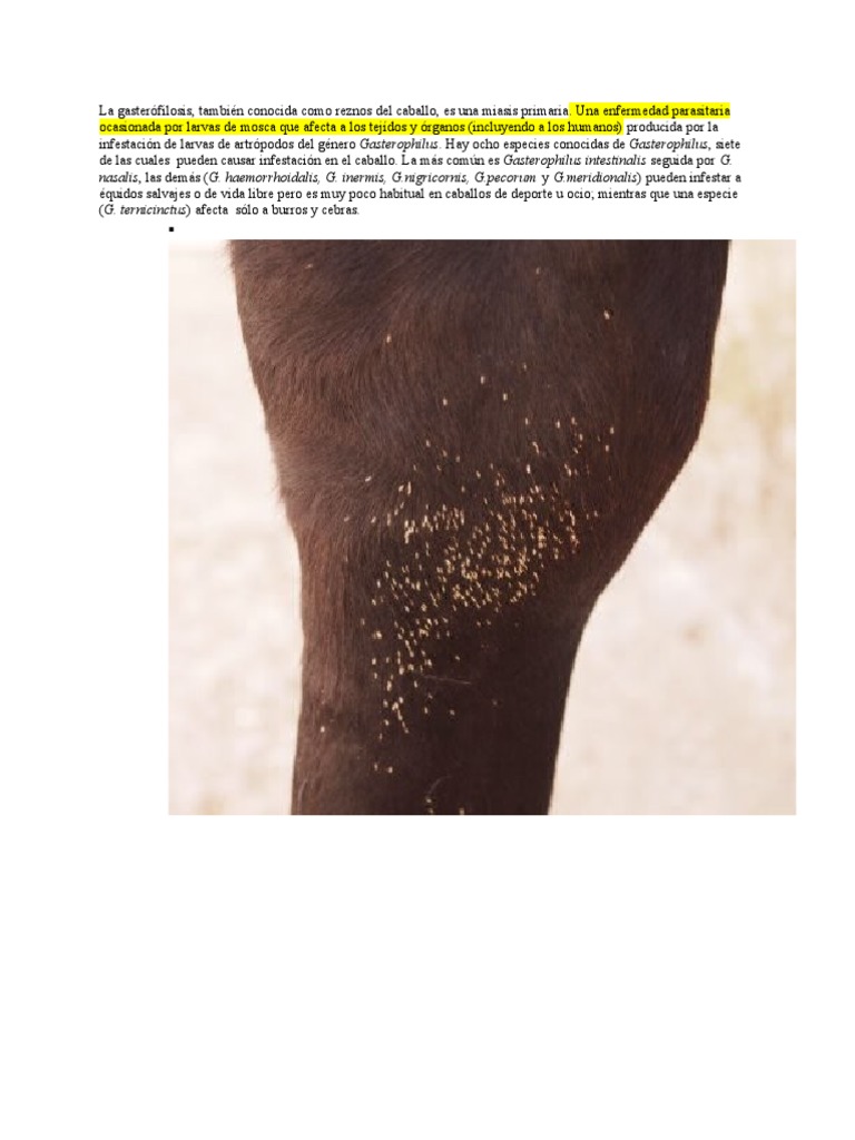 La Gasterófilosis | PDF | Mosca | Caballos