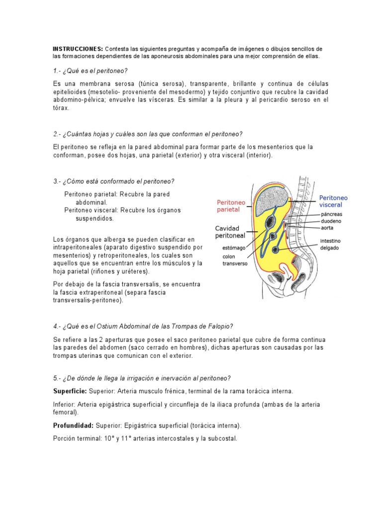 Anatomía y Funciones del Peritoneo | PDF | Abdomen | Peritoneo