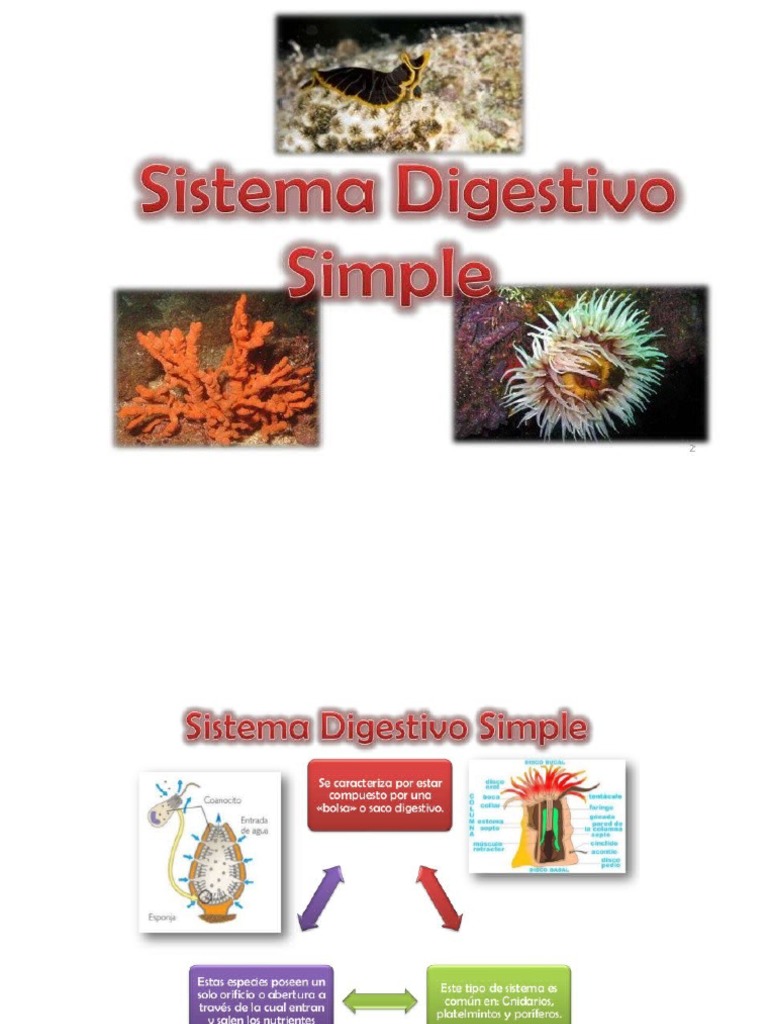 Sistema Digestivo en Invertebrados | PDF