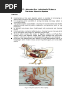 Bird Digestive System | PDF | Digestion | Gastrointestinal Tract