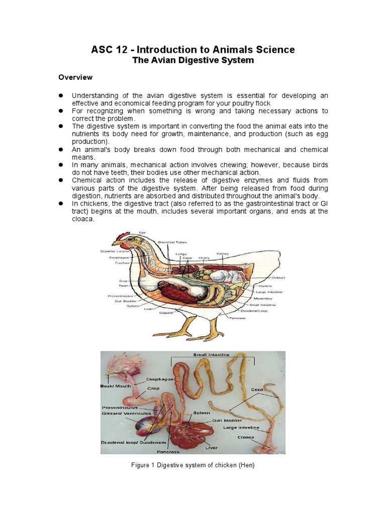 ASC 12 - The Avian Digestive System | Download Free PDF | Human ...