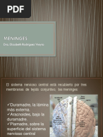 El Saco Dural Humano | PDF | Médula espinal | Anatomía