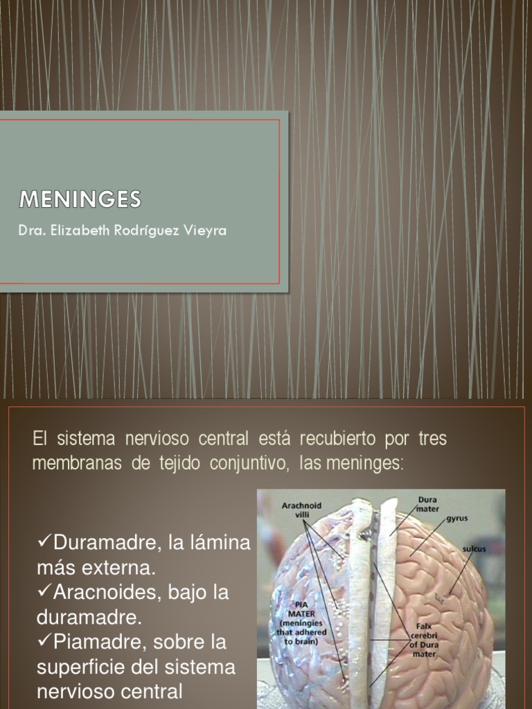 Estructura y Función de las Meninges | PDF | Médula espinal | Anatomía