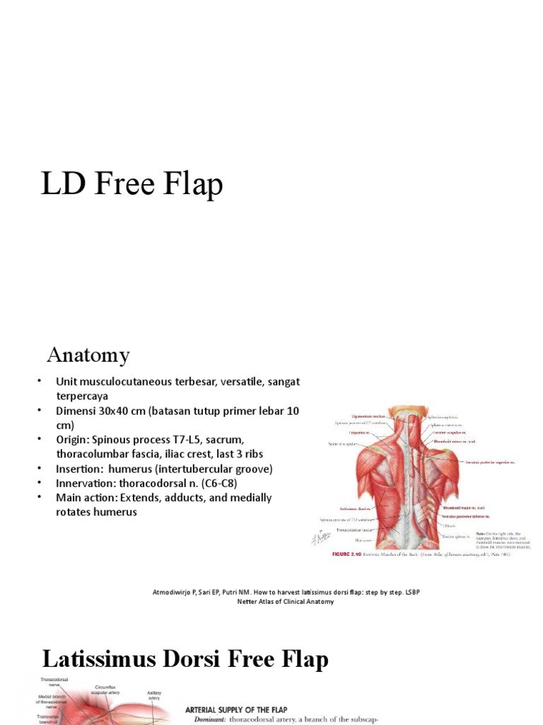 LD Free Flap | PDF | Musculoskeletal System | Human Anatomy