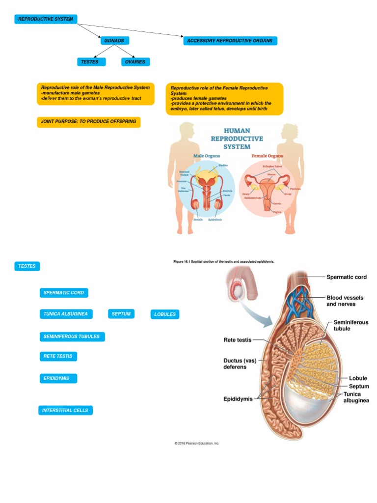 Male and Female Reproductive Systems | PDF | Uterus | Reproductive System