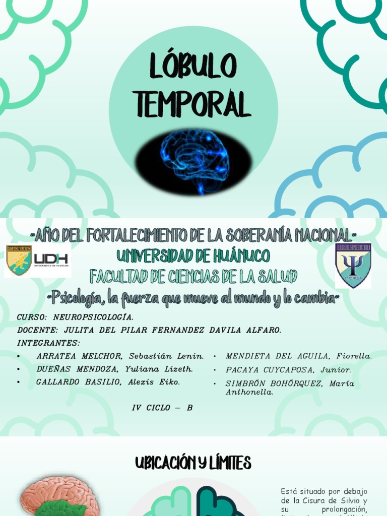 Funciones y Estructura del Lóbulo Temporal | PDF | Lóbulo temporal ...