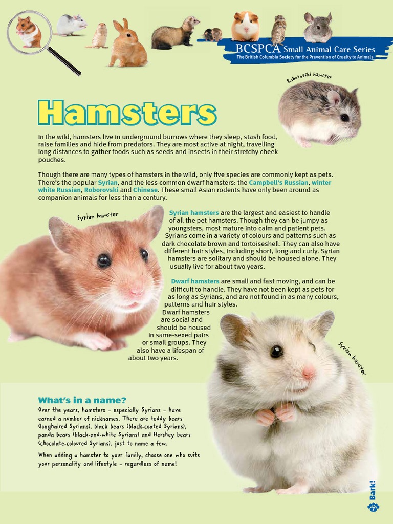 Hamster Care Guide | PDF | Cricetidae