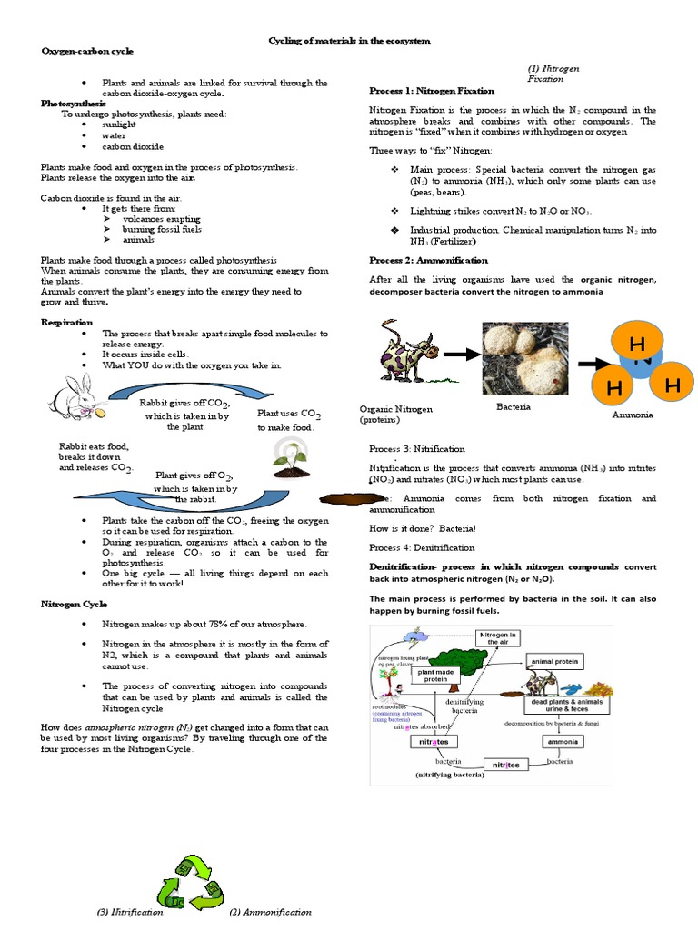 Ecosystem Material Cycles Explained | PDF | Carbon Dioxide | Photosynthesis