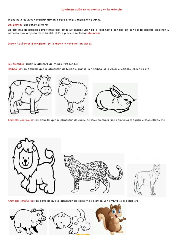 Alimentacion en Los Animales | PDF