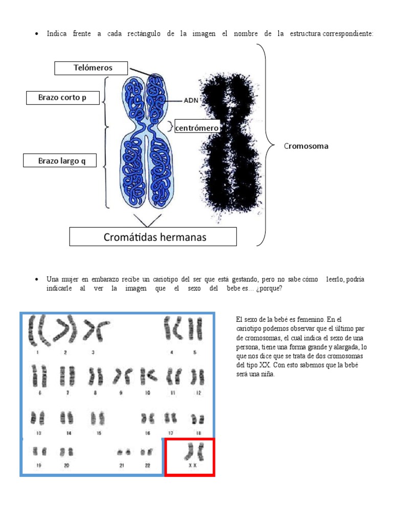 Guia Psicobiologia - Moni | PDF | Dominancia (Genética) | Alelo