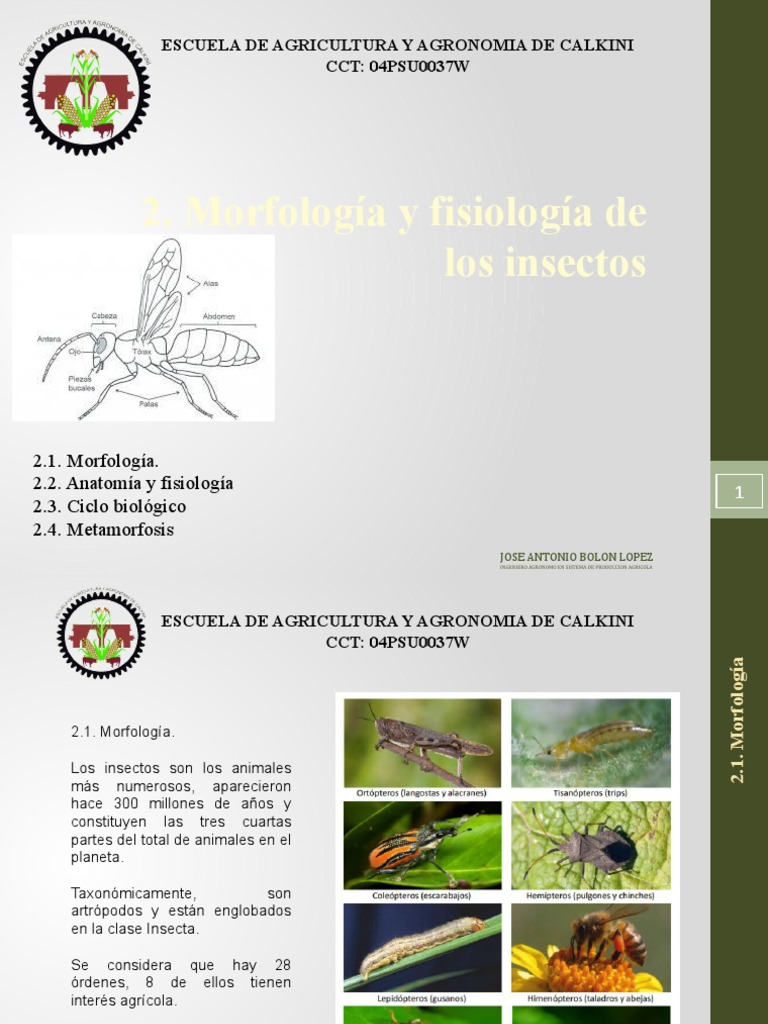 Morfología y Fisiología de Los Insectos | PDF