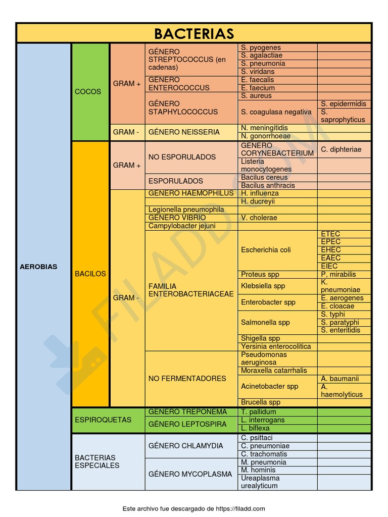 Clasificación de Bacterias por Géneros | PDF | Bacterias Gram-negativo ...