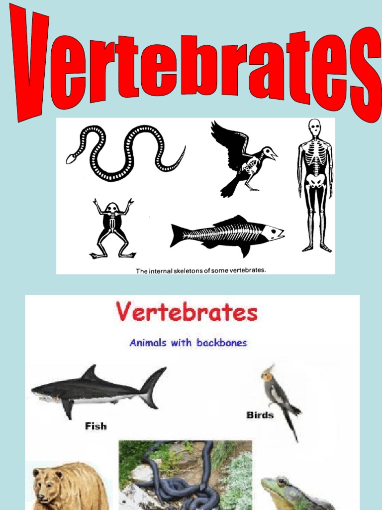 Classification of Vertebrates | PDF